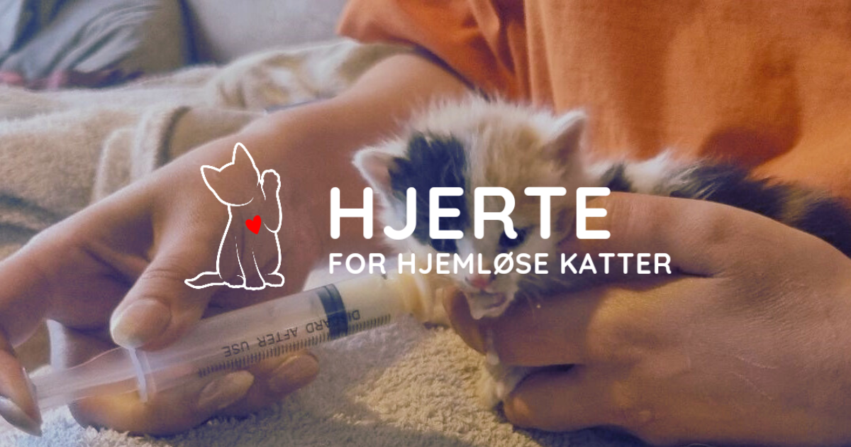 Kattehuset | Omplassering av Katter
