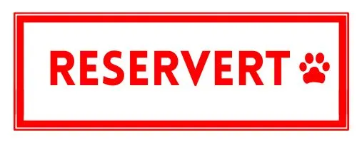 Adoptere Katt Kattunge | Reservert | Hjerte for Hjemløse Katter